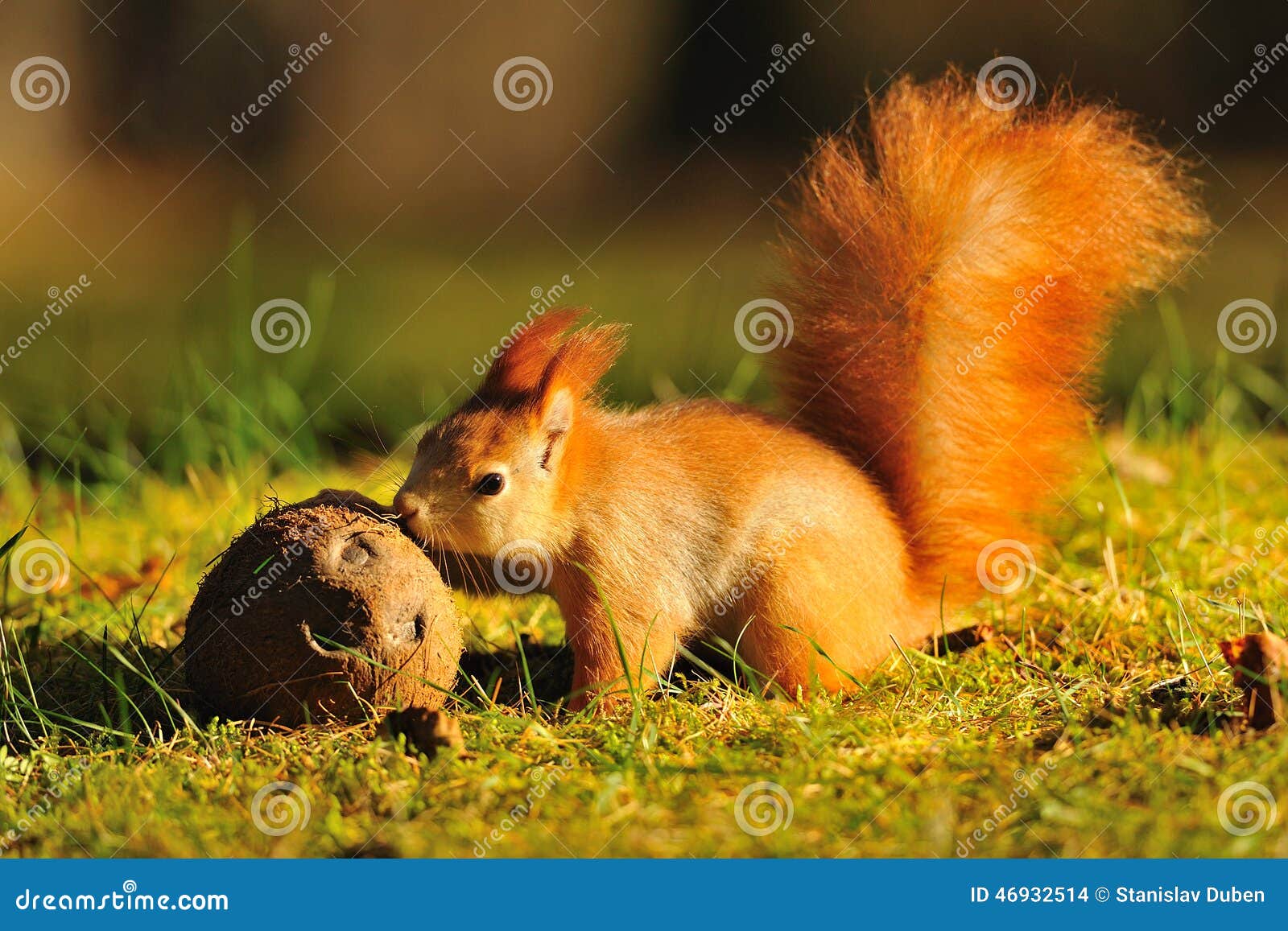 Esquilo vermelho com coco foto de stock. Imagem de animal - 46932514