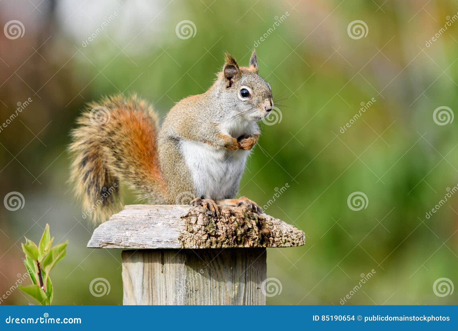 Esquilo Vermelho ( Tamiasciurus Hudsonicus) Imagem. Imagem: 85190654