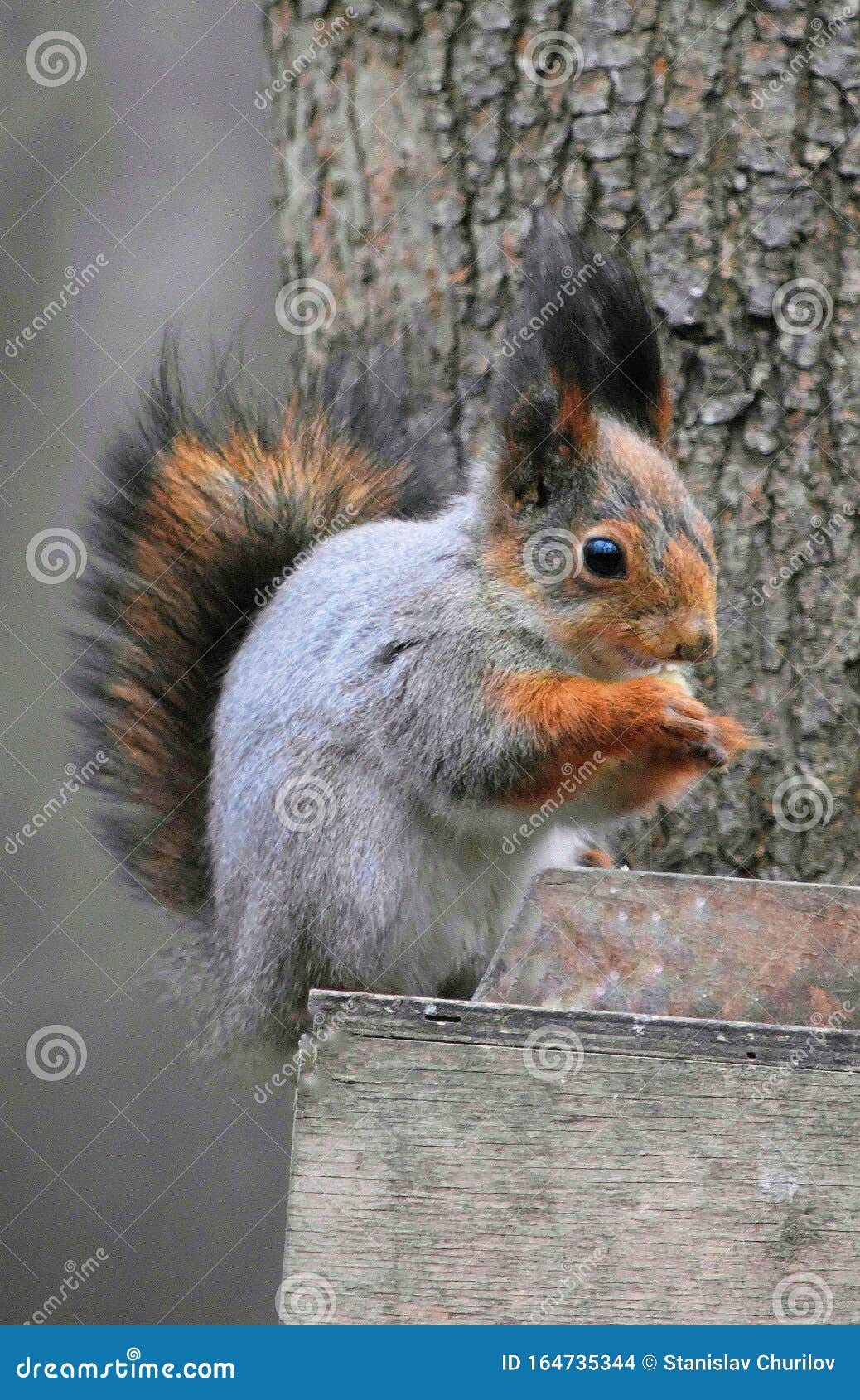 Esquilos Esquilos Animais Da Floresta Natureza Foto de Stock - Imagem ...