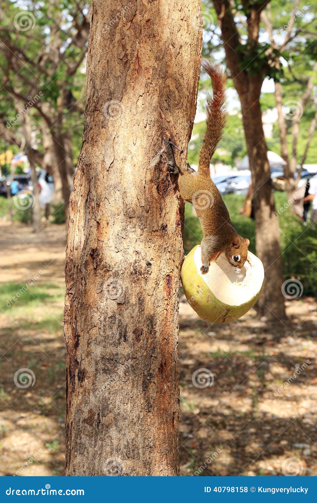 Esquilos que comem o coco foto de stock. Imagem de tailandês - 40798158