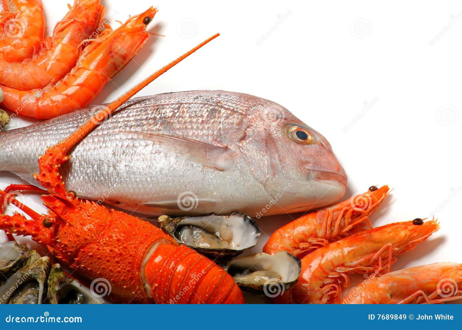 Essbare Meerestiere Mit Exemplarplatz Stockbild - Bild von rotbarsch ...