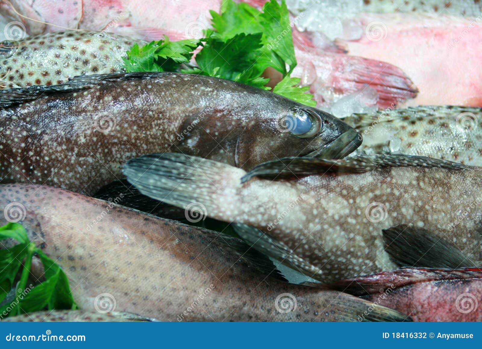 Essbare Meerestiere Und Fische Stockfoto - Bild von geschmackvoll ...