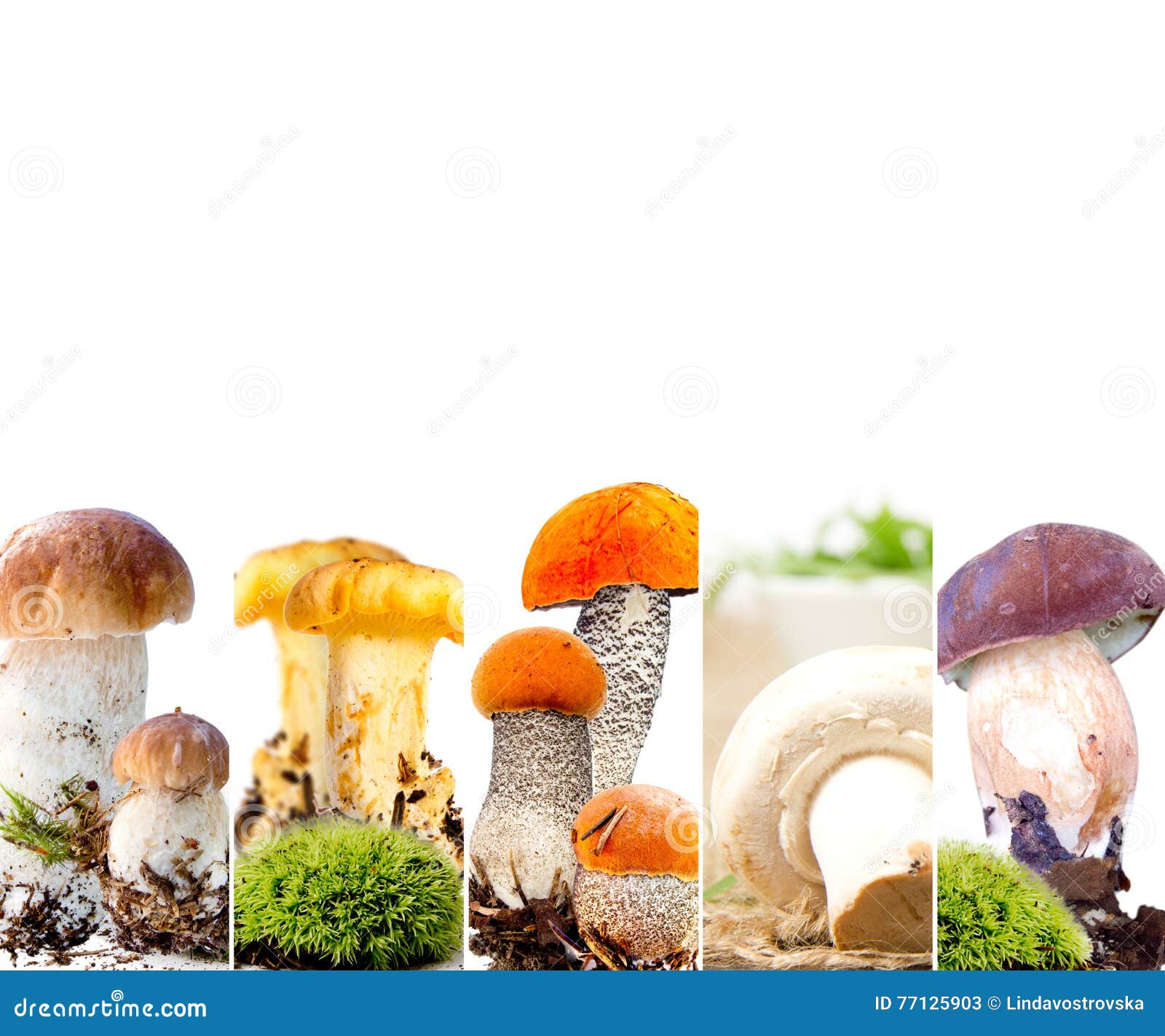 Essbare Pilz-Mischung stockbild. Bild von farbe, nave - 77125903