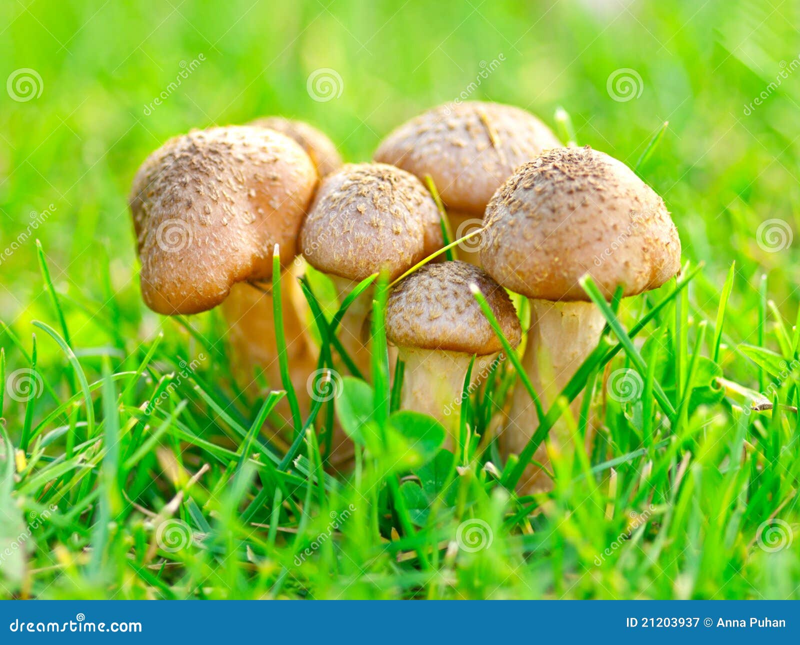 Essbare Pilze stockbild. Bild von saisonal, pilz, grow - 21203937