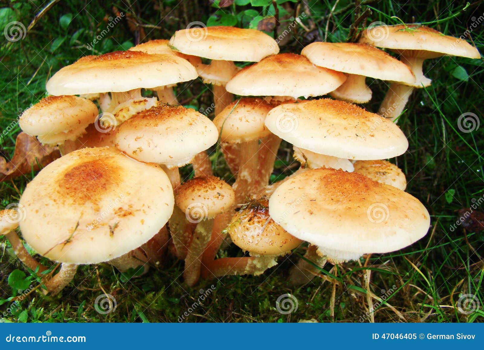 Essbare Pilze stockbild. Bild von gelb, pilze, bäume - 47046405