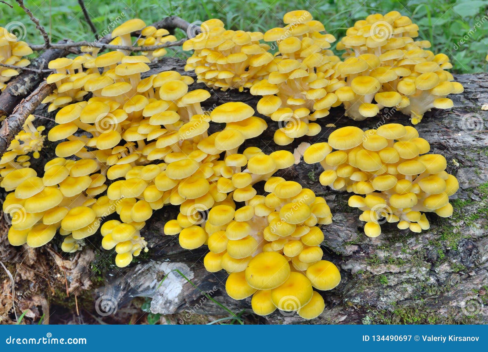 Essbare Pilze auf Baum 5 stockbild. Bild von baum, stapel - 134490697