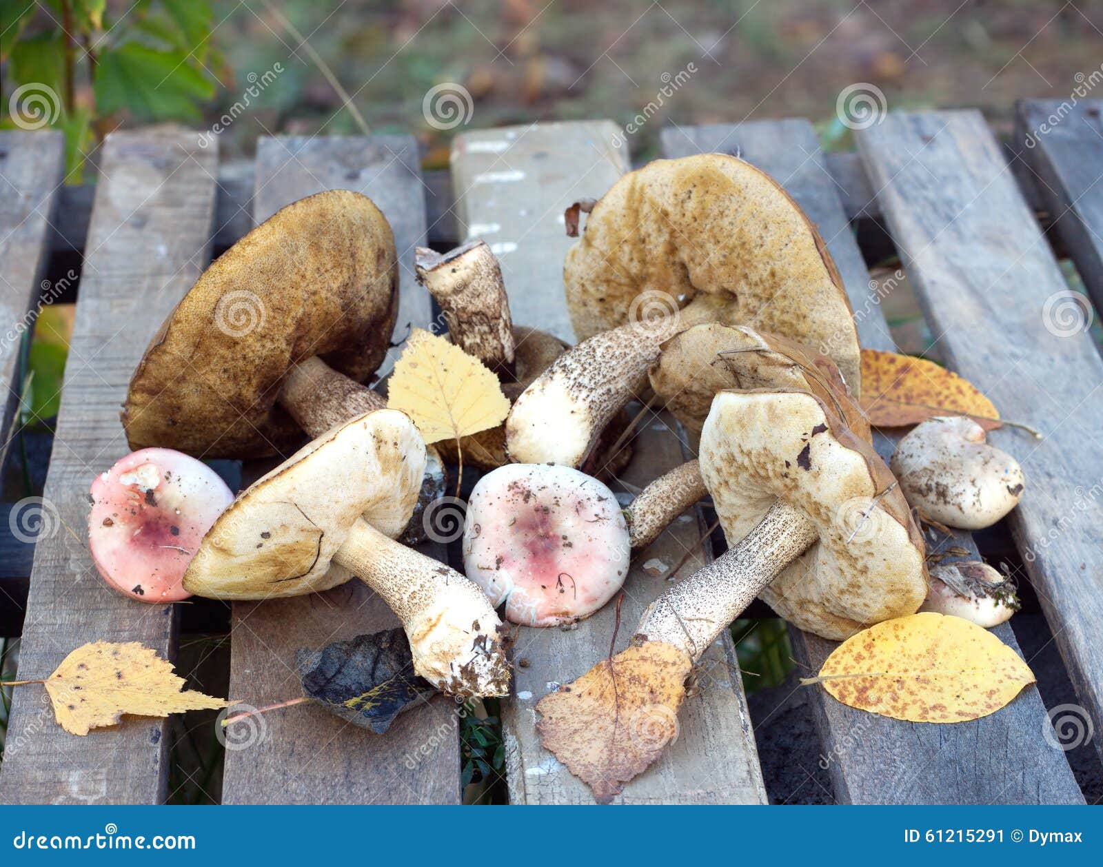 Essbare Pilze Auf Einem Holztisch Stockbild - Bild von nahrung ...