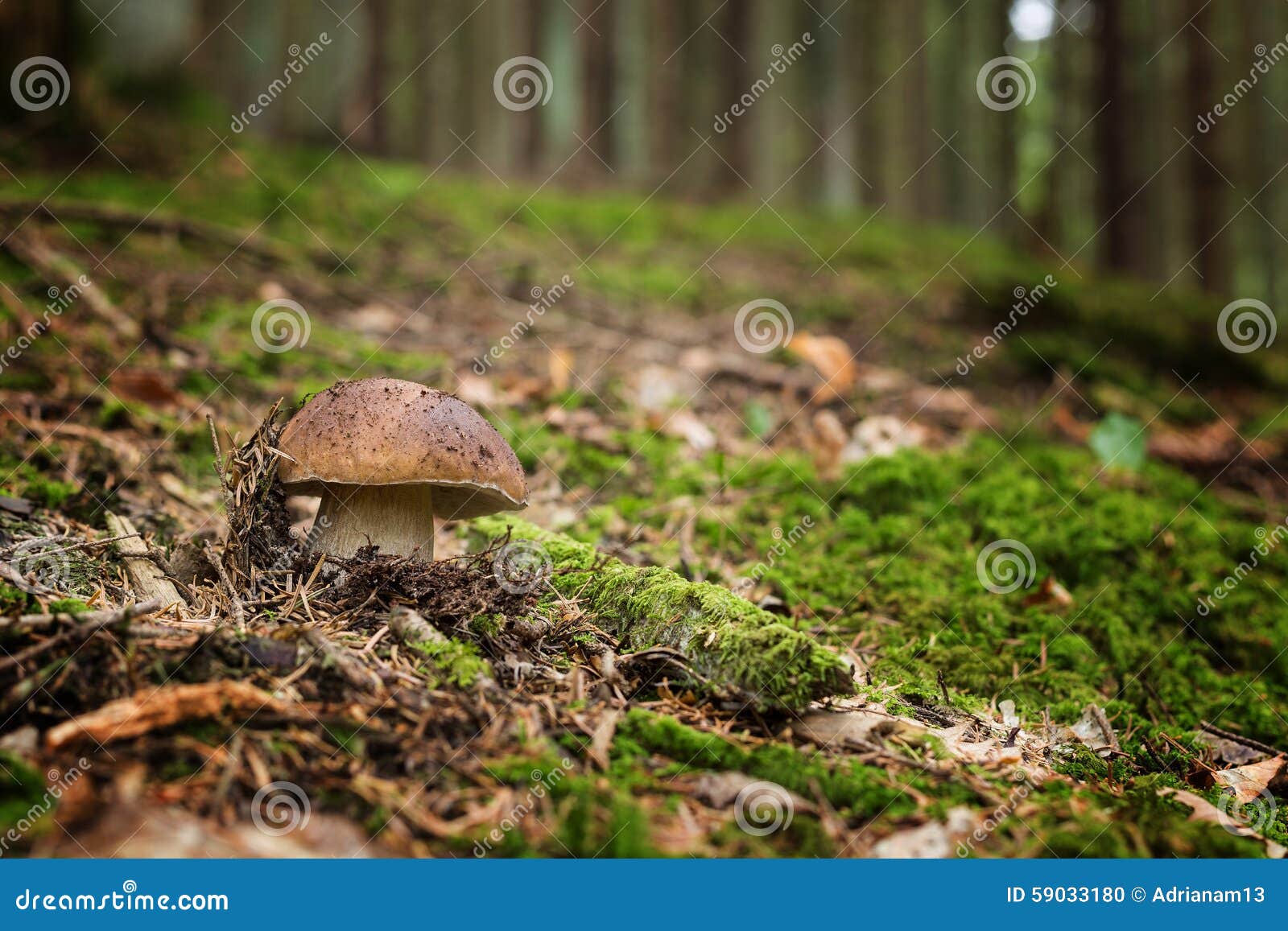 Essbare Pilze - Boletus Essbar Stockfoto - Bild von nahrung ...