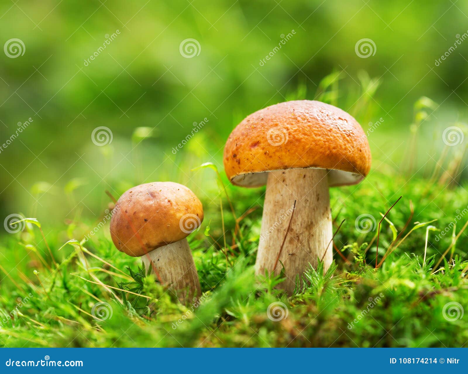 Essbare Pilze in Einem Wald Auf Grünem Hintergrund Stockfoto - Bild von ...