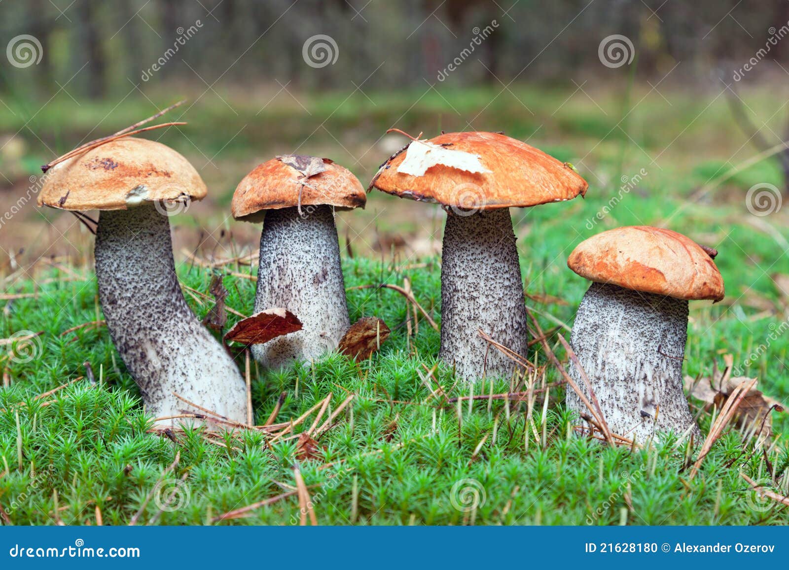 Essbare Pilze im Wald stockfoto. Bild von nahrung, frech - 21628180
