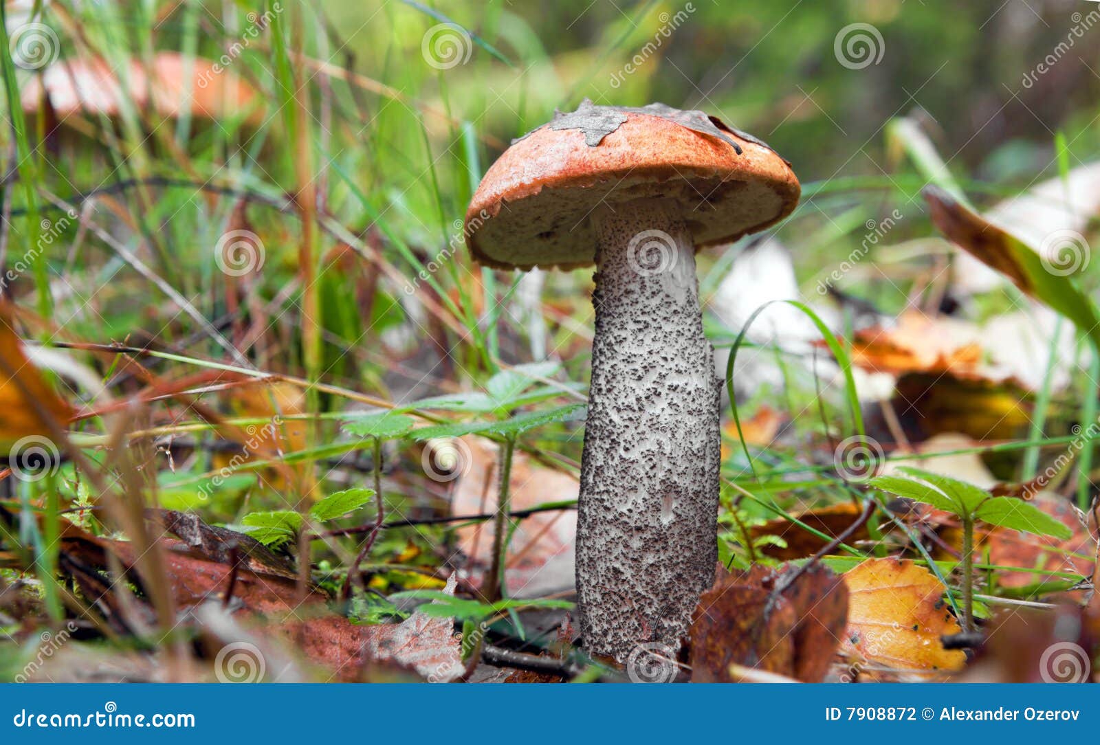 Essbare Pilze im Wald stockfoto. Bild von makro, jahreszeit - 7908872