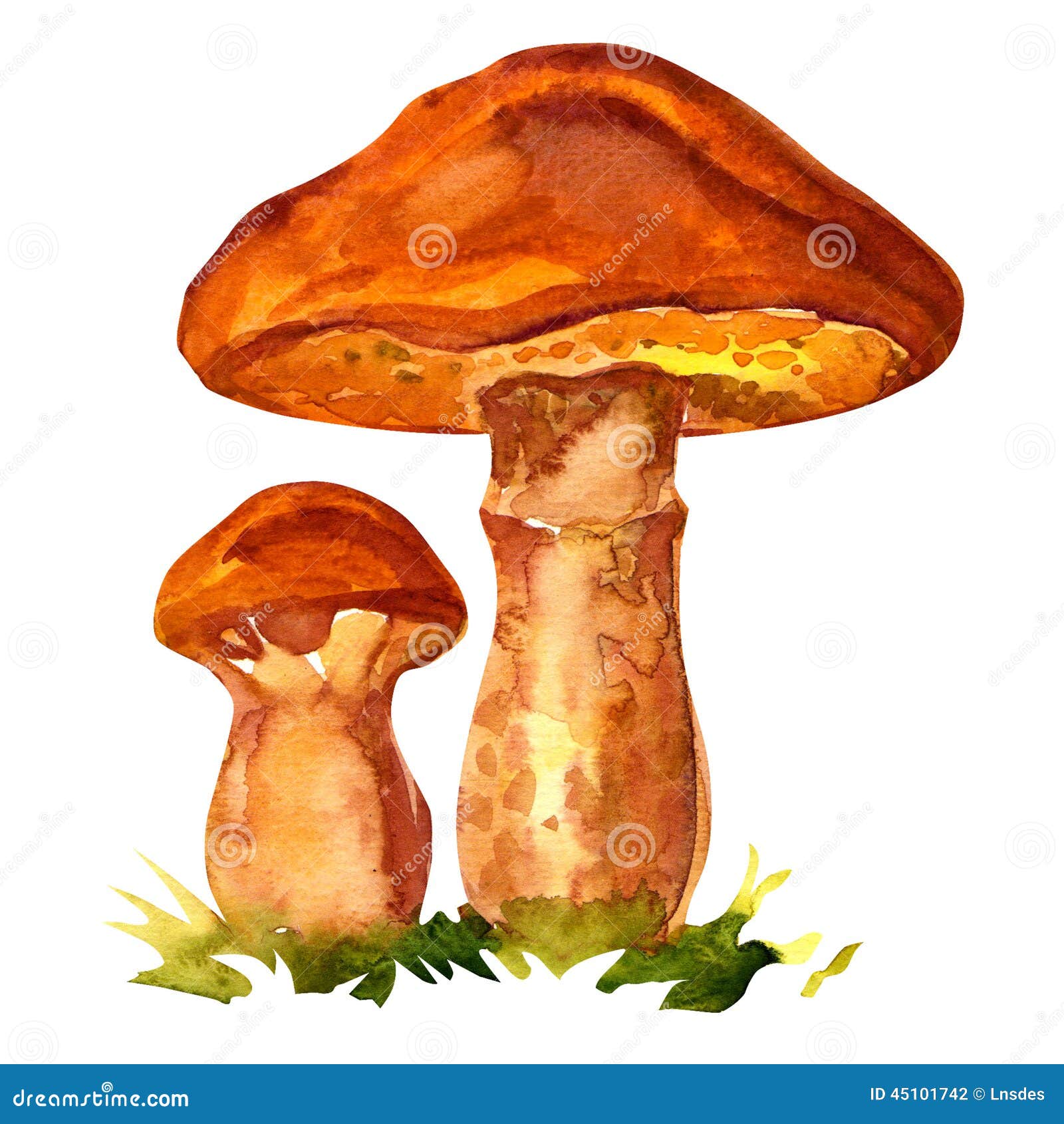 Essbares Pilz Suillus Luteus Stock Abbildung - Illustration von betrieb ...