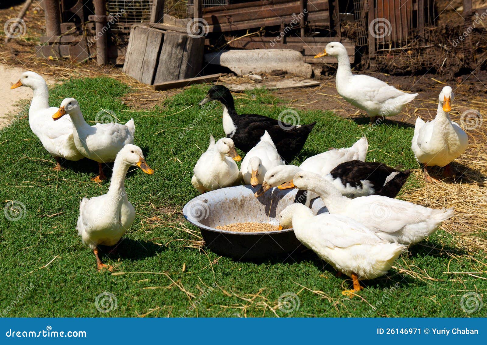 Essen der Enten stockbild. Bild von nave, entlein, dörfer - 26146971