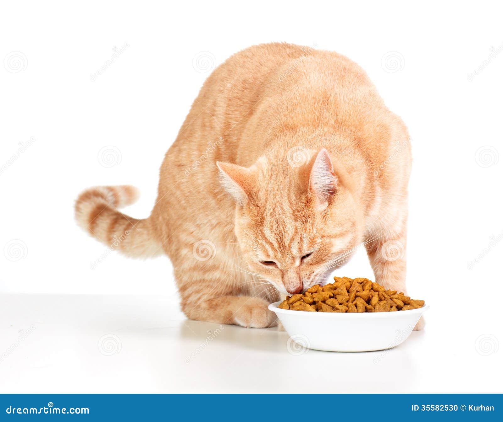 Essen der Katze. stockfoto. Bild von essen, orange, miezekatze - 35582530
