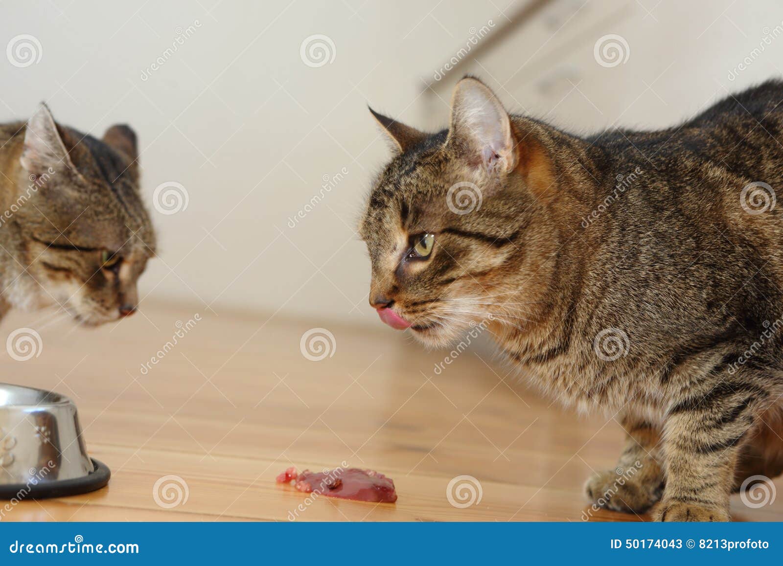 Essen der Katze stockbild. Bild von greifer, mahlzeit - 50174043