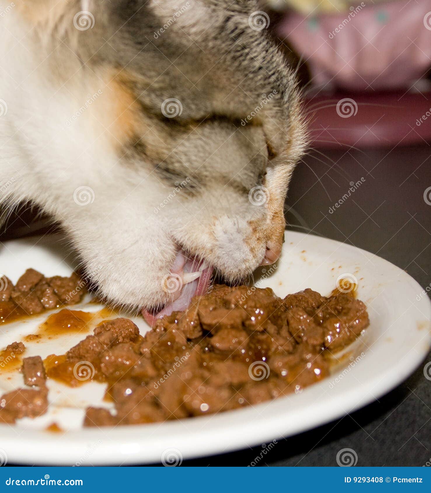 Essen der Katze stockfoto. Bild von miezekatze, diät, fleisch - 9293408
