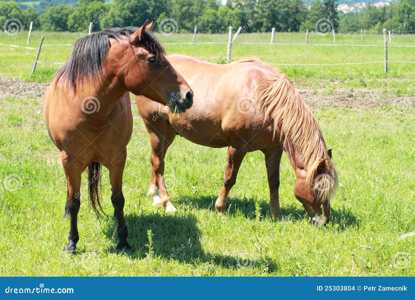 Essen der Pferde stockfoto. Bild von standplatz, tiere - 25303804
