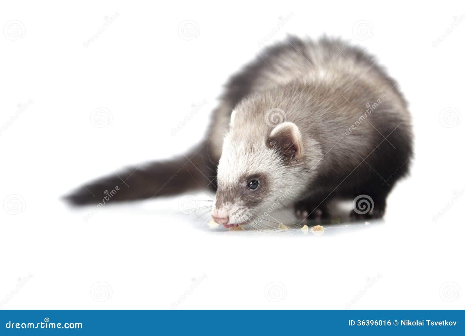 Essen des Frettchens stockfoto. Bild von anstarren, iltis - 36396016