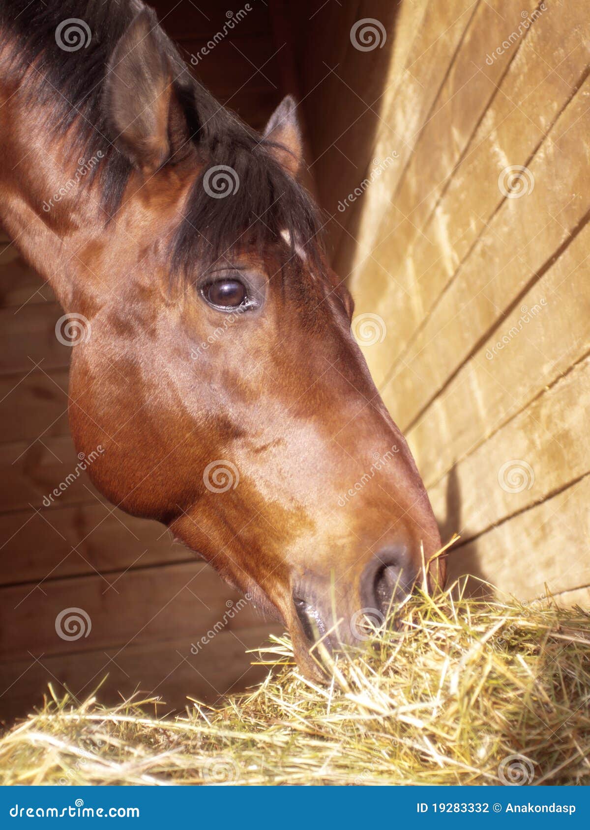 Essen Des Pferds Im Loskasten Stockfoto - Bild von pferd, kasten: 19283332
