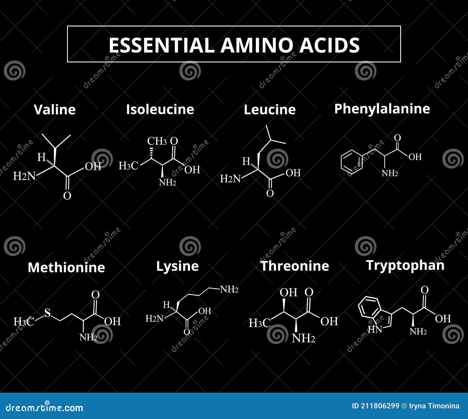 Essential Amino Acids. a Set of Amino Acids. Chemical Molecular ... Essential Amino Acids. a Set of Amino Acids. Chemical Molecular ...