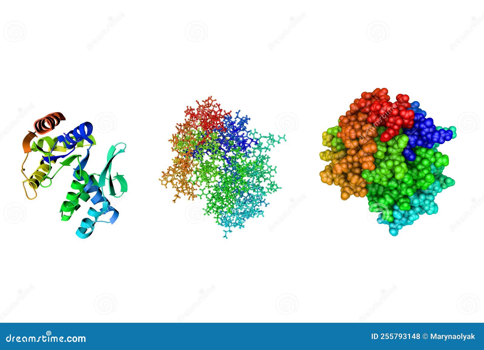 CMP Kinase of Streptococcus Pneumoniae. Crystal Structure and Molecular ...