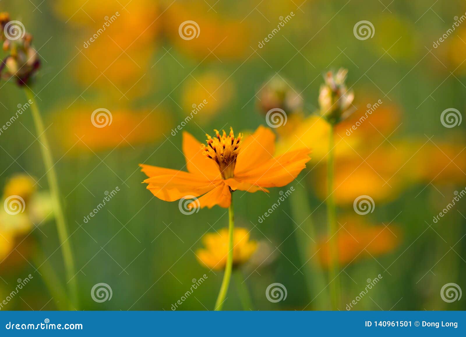 Essential and Flower Background Stock Image - Image of framework ...