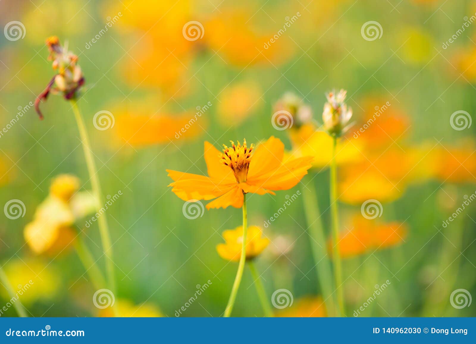 Essential and Flower Background Stock Photo - Image of flower ...