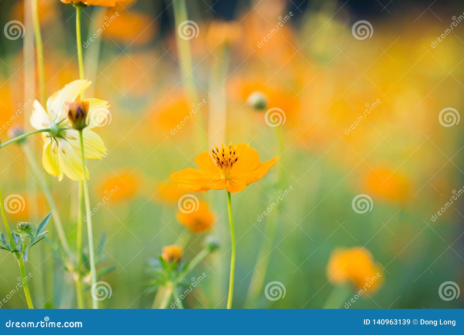 Essential and Flower Background Stock Image - Image of layout, website ...