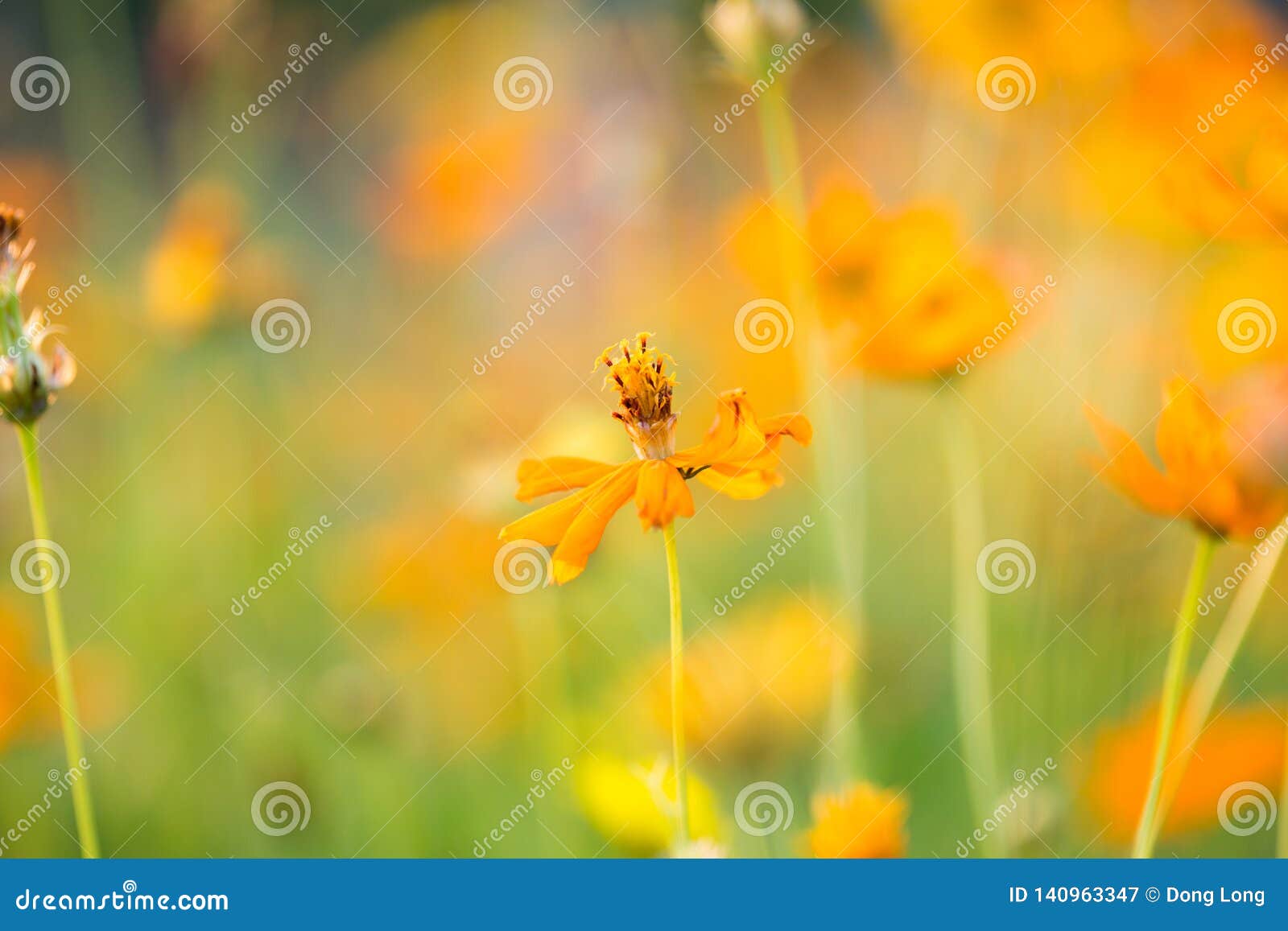 Essential and Flower Background Stock Image - Image of essential ...