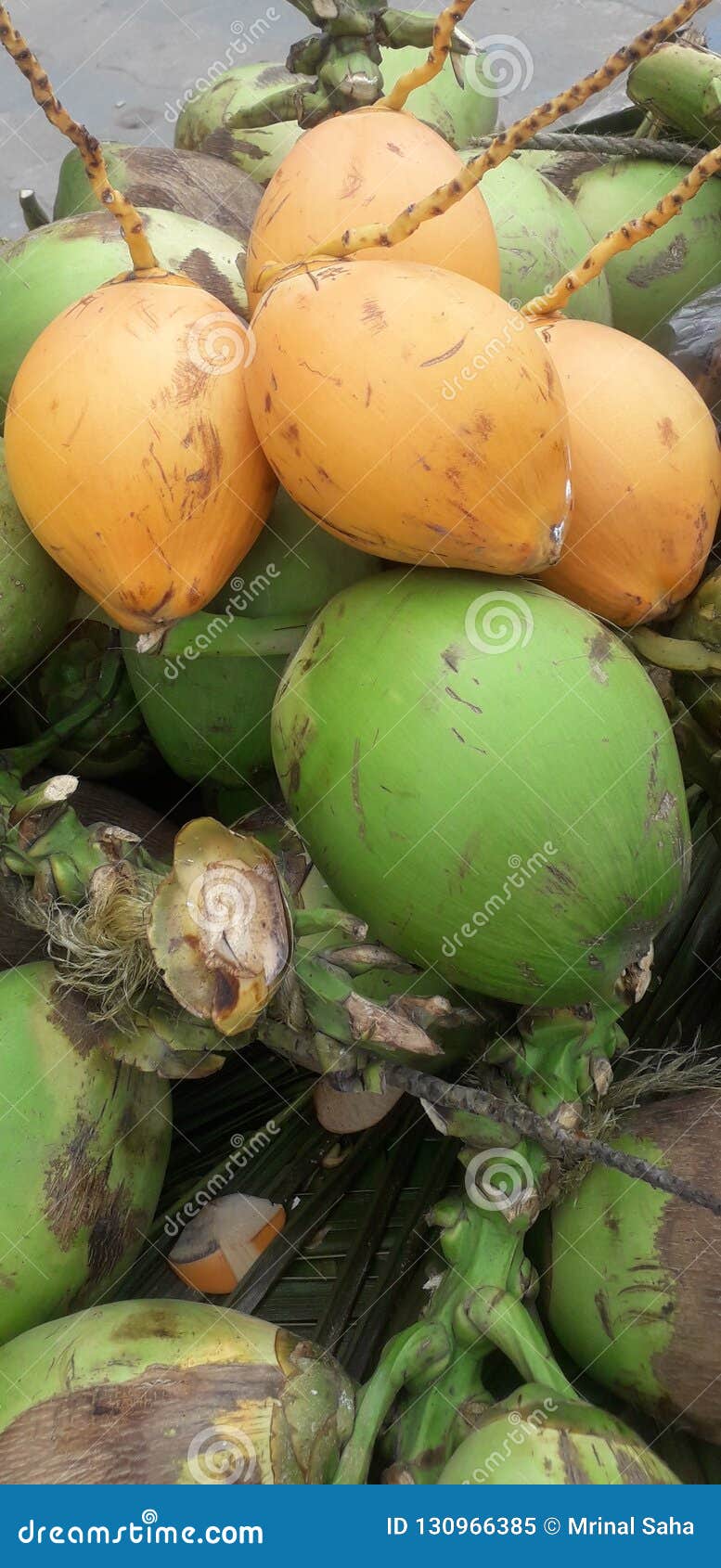 Coconuts stock image. Image of essential, coconuts, nature - 130966385