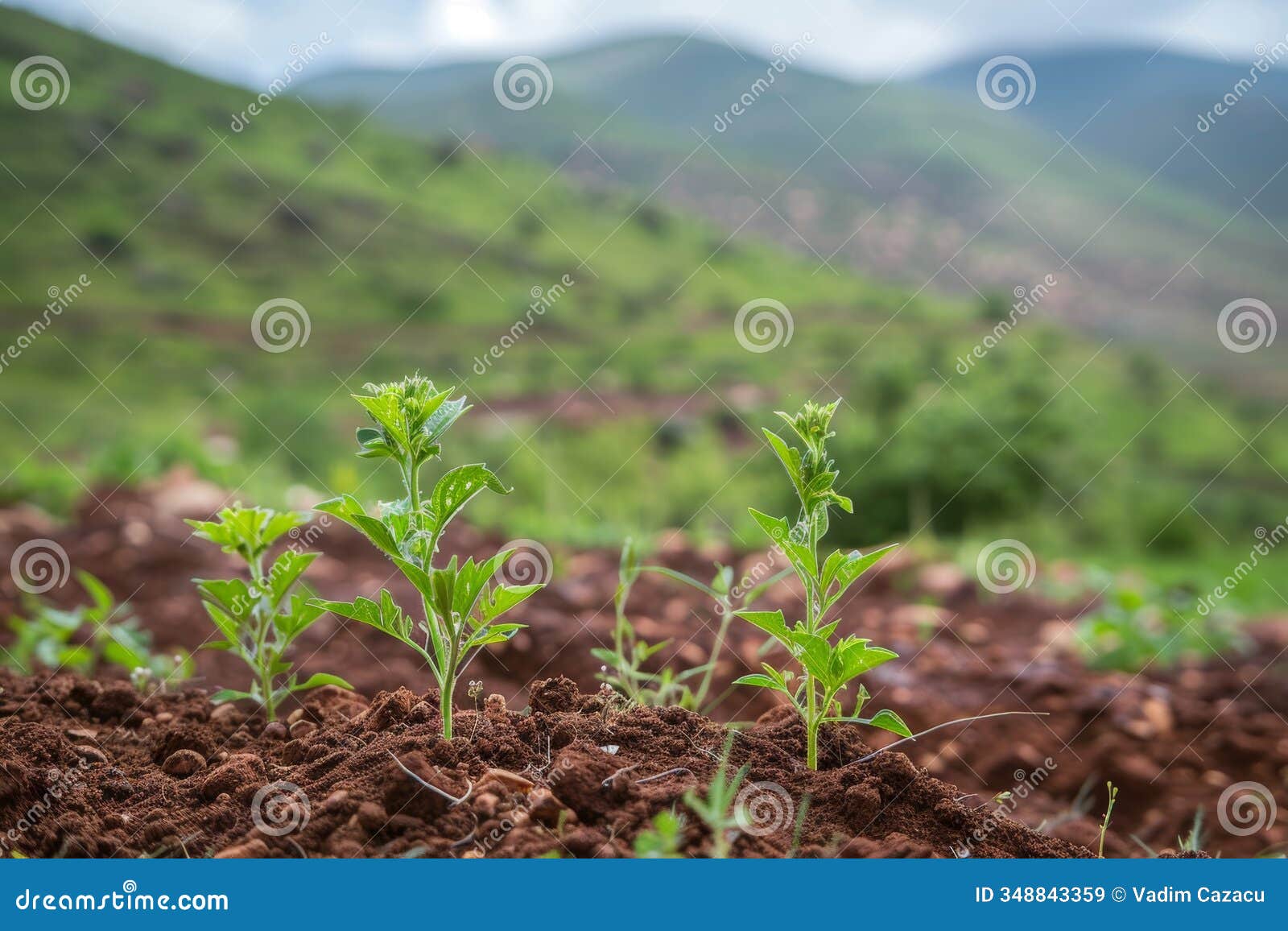 Essential Guide To Successful Potato Cultivation Techniques and Best ...