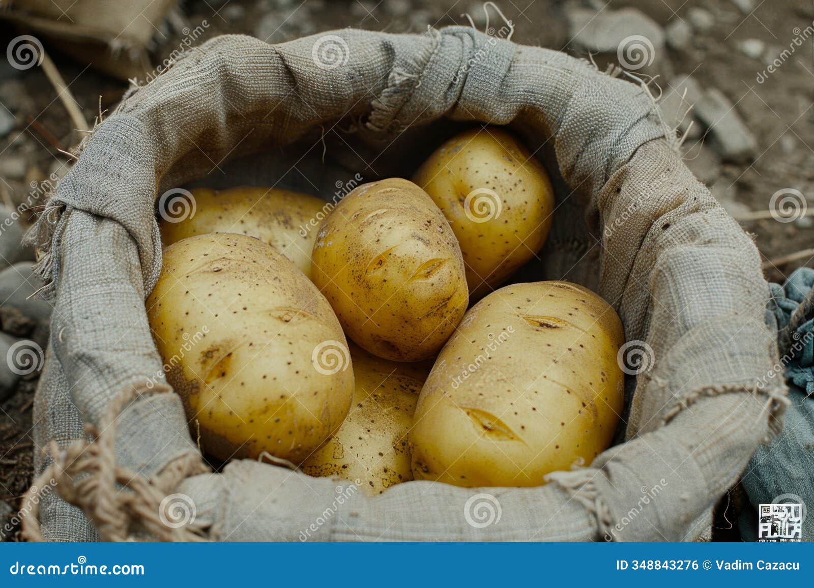 Essential Guide To Successful Potato Cultivation And Best Farming ...