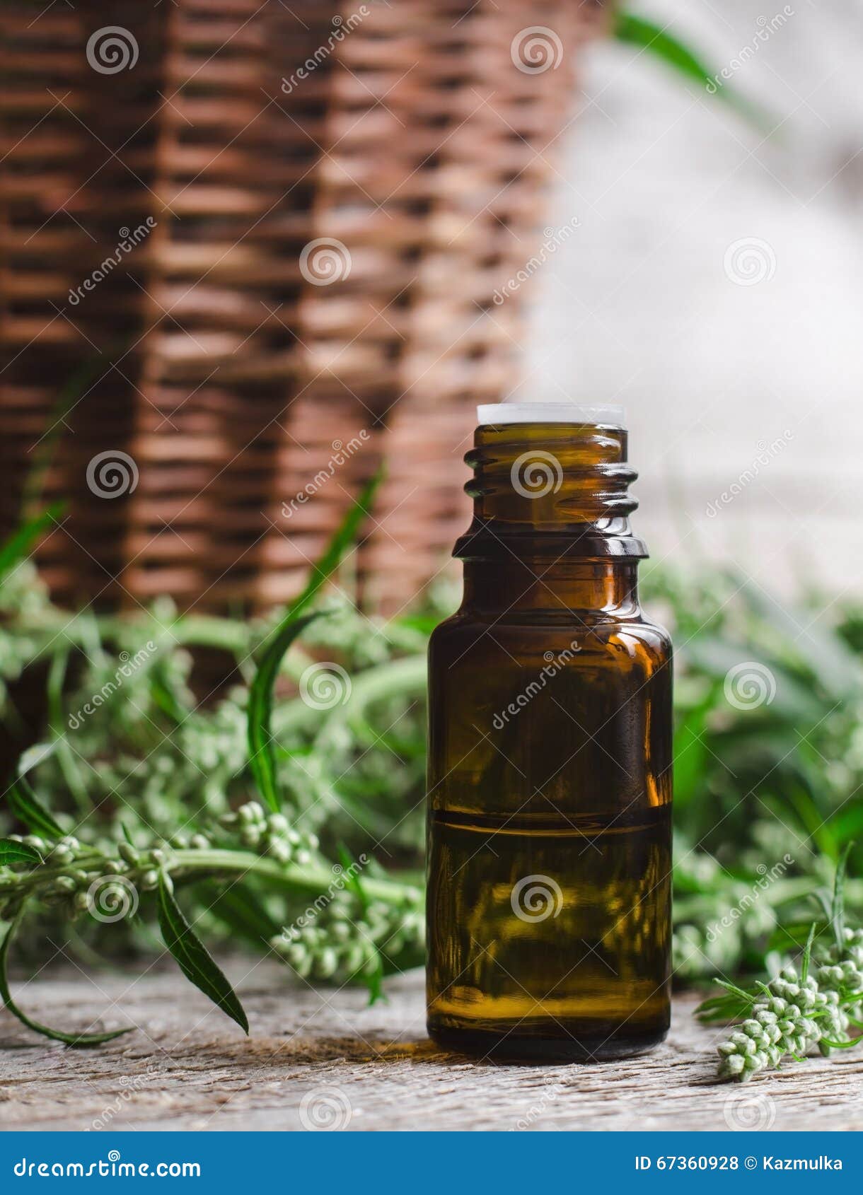 Essential mugwort oil stock photo. Image of balm, bitter - 67360928