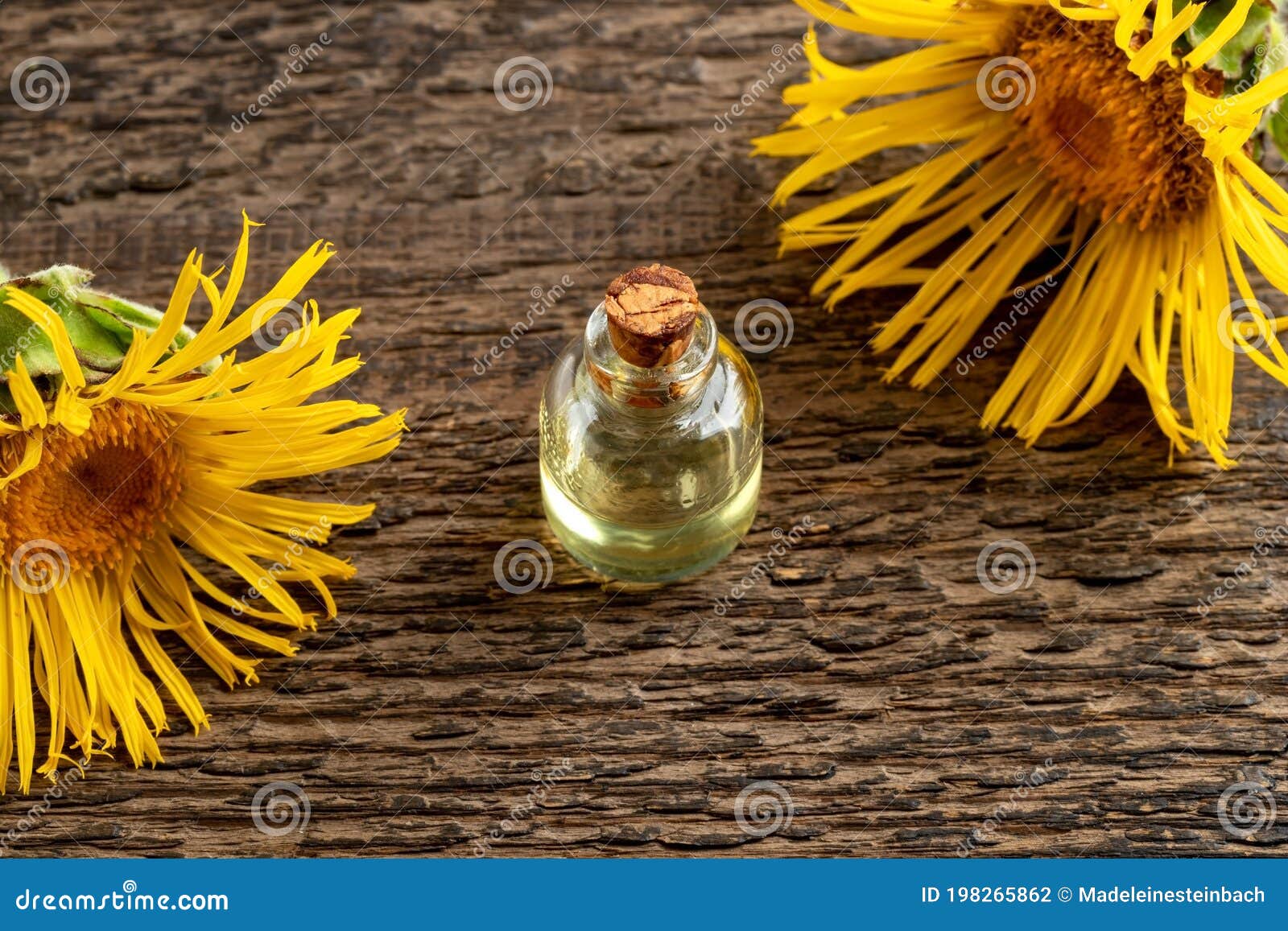 Essential Oil Bottle with Blooming Elecampane, or Inula Helenium Stock ...