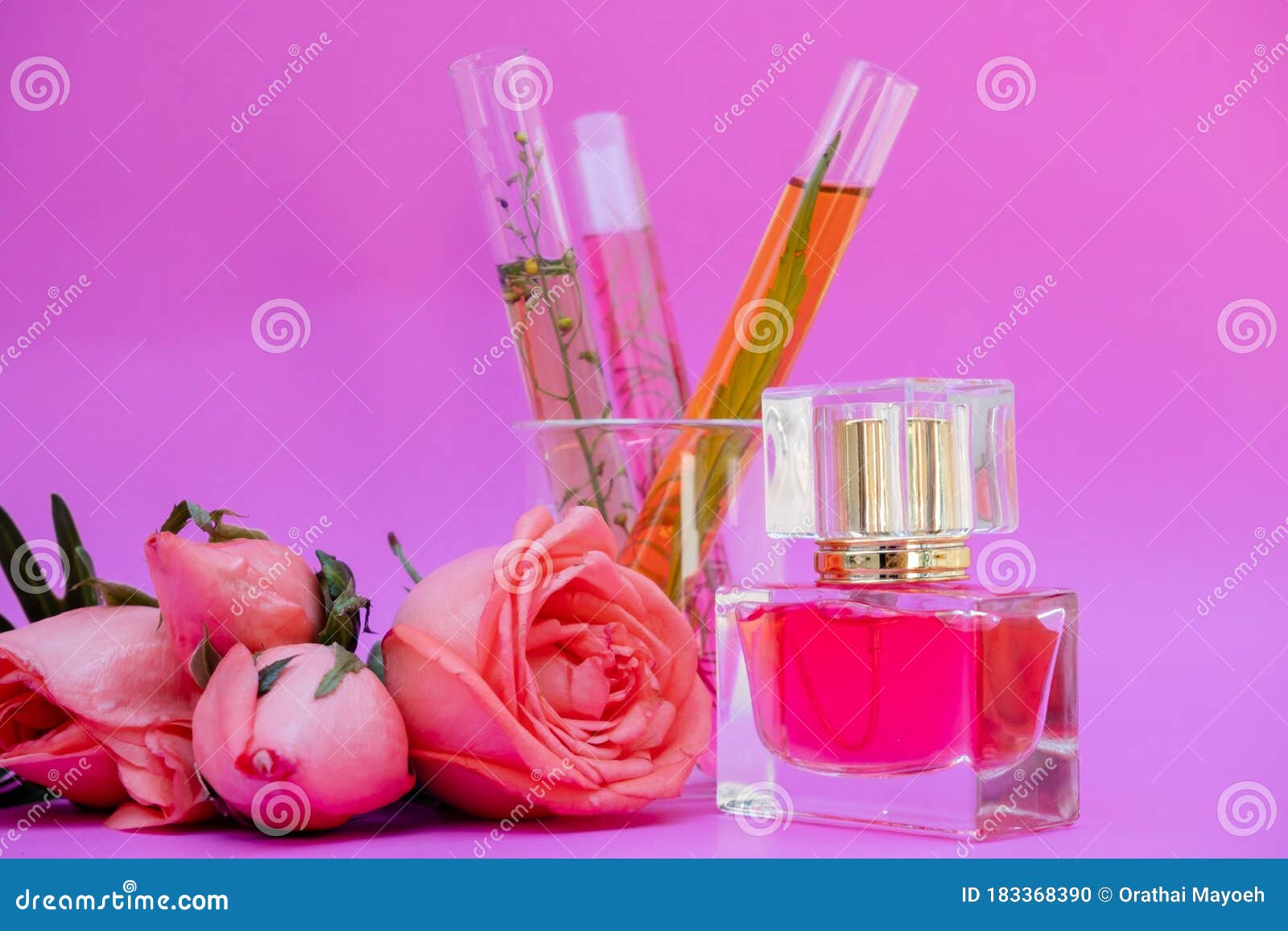 Essential Oil in a Bottle Extracted from Rose Leads To a Perfume ...