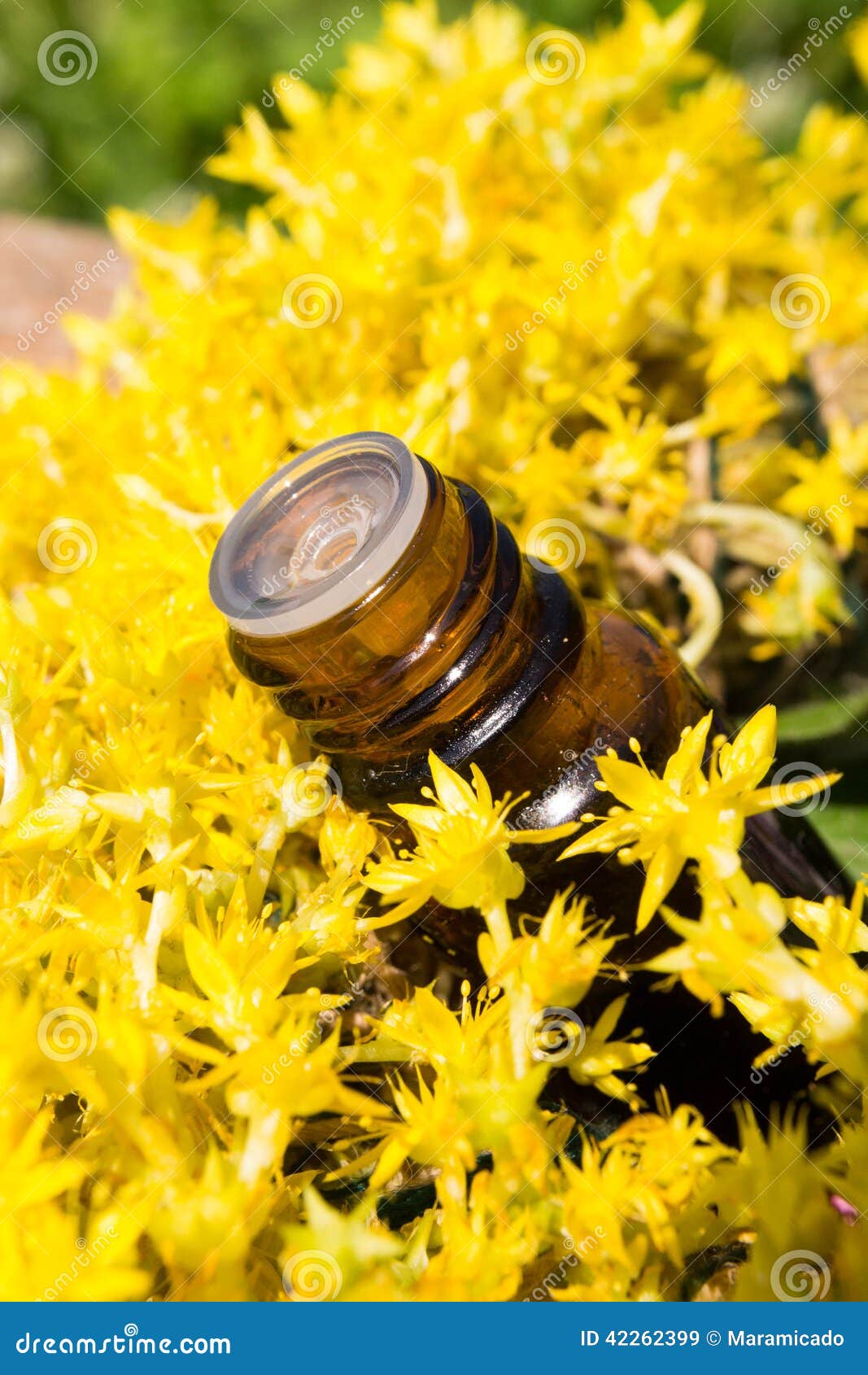 Essential Oil with Yellow Flowers Stock Image - Image of essential ...