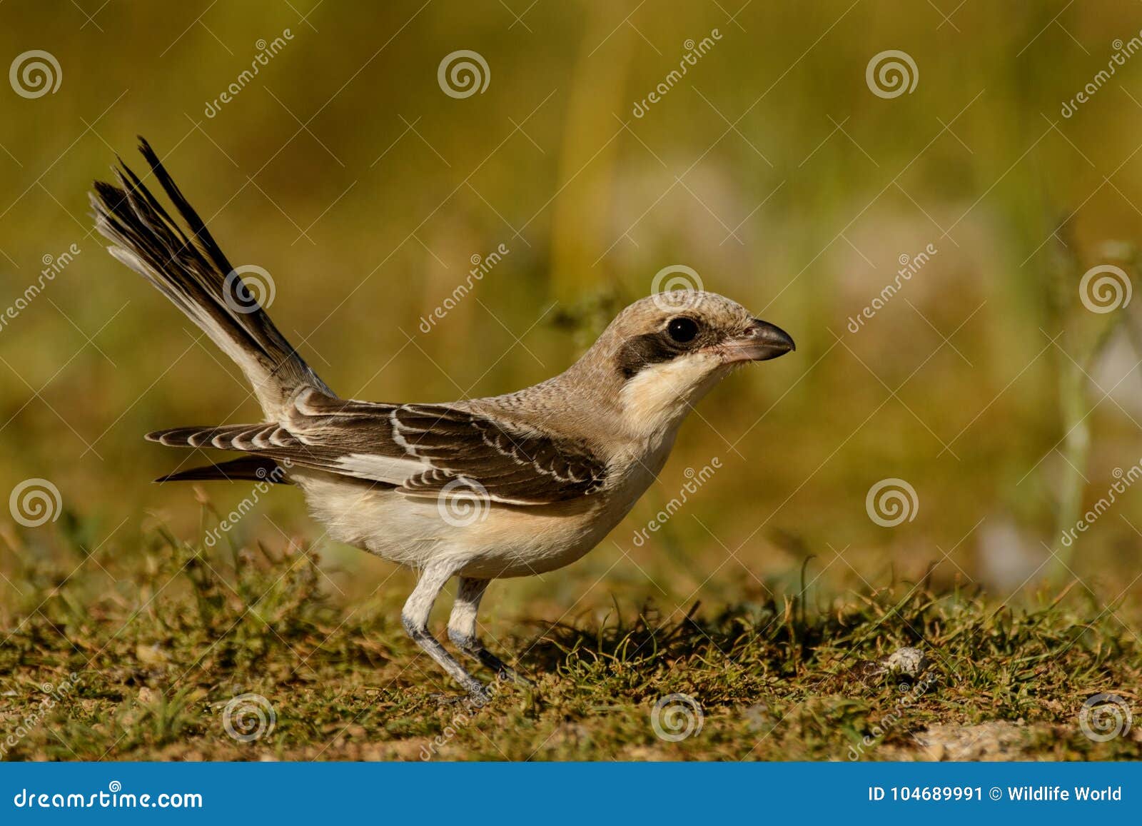 Esser Grey Shrike Lanius Minor Stands with a Raised Tail Stock Image ...