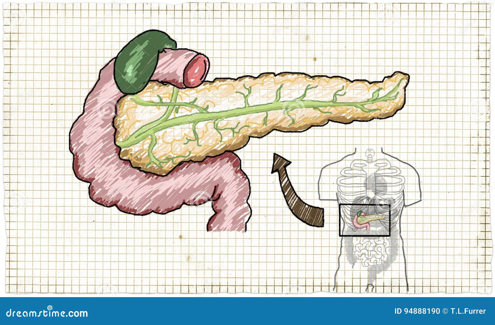 Essere Umano Di Anatomia Del Pancreas Illustrazione di Stock ...