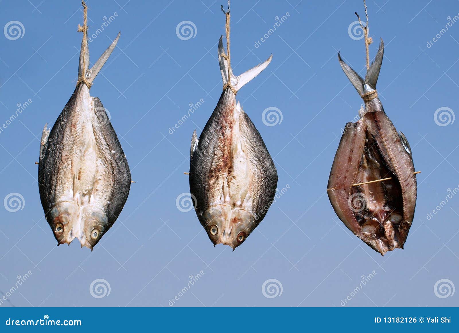 Essiccamento Dei Pesci Al Sole Fotografia Stock - Immagine di animale ...