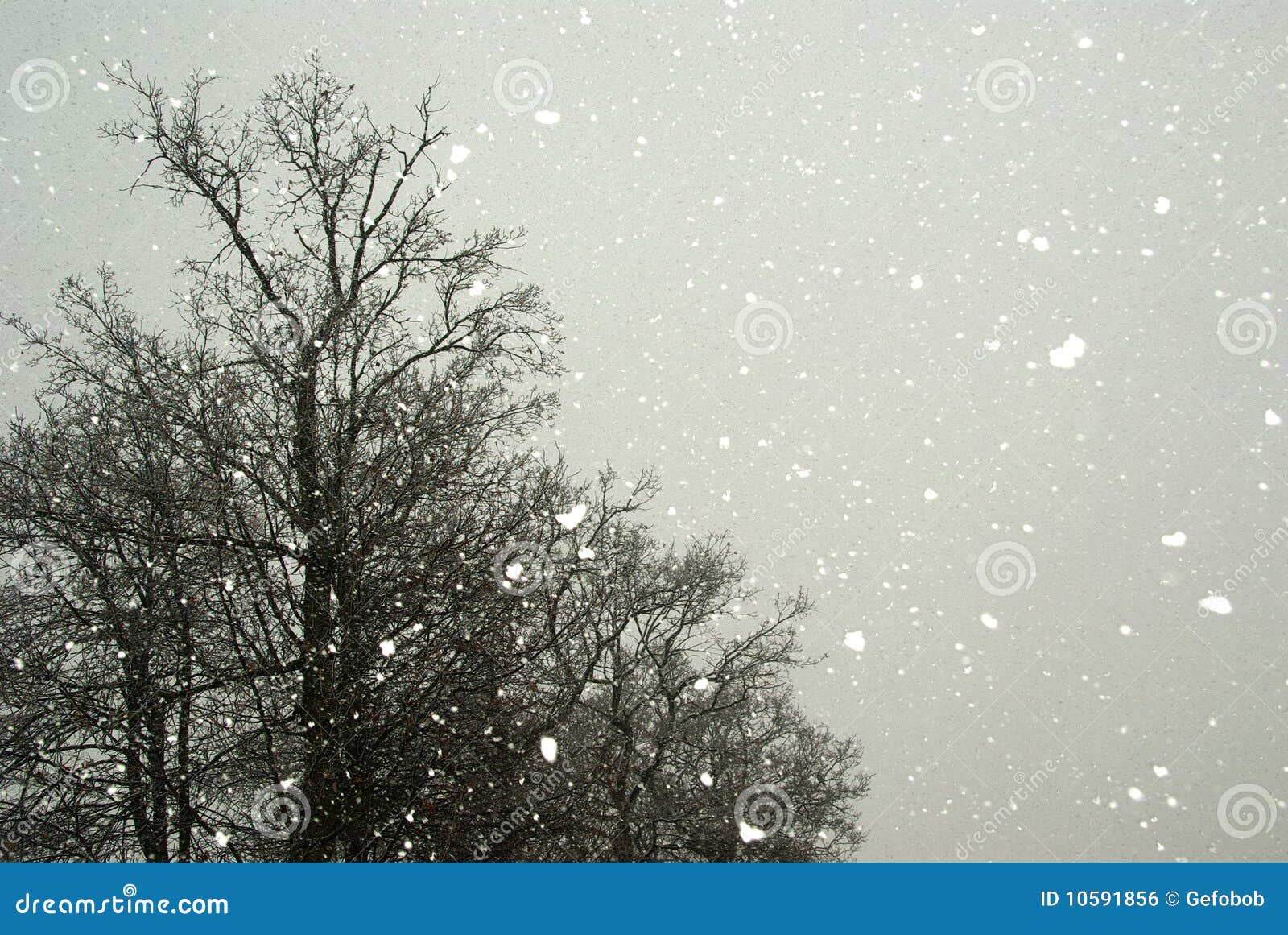 Está nevando foto de archivo. Imagen de nevoso, madera - 10591856