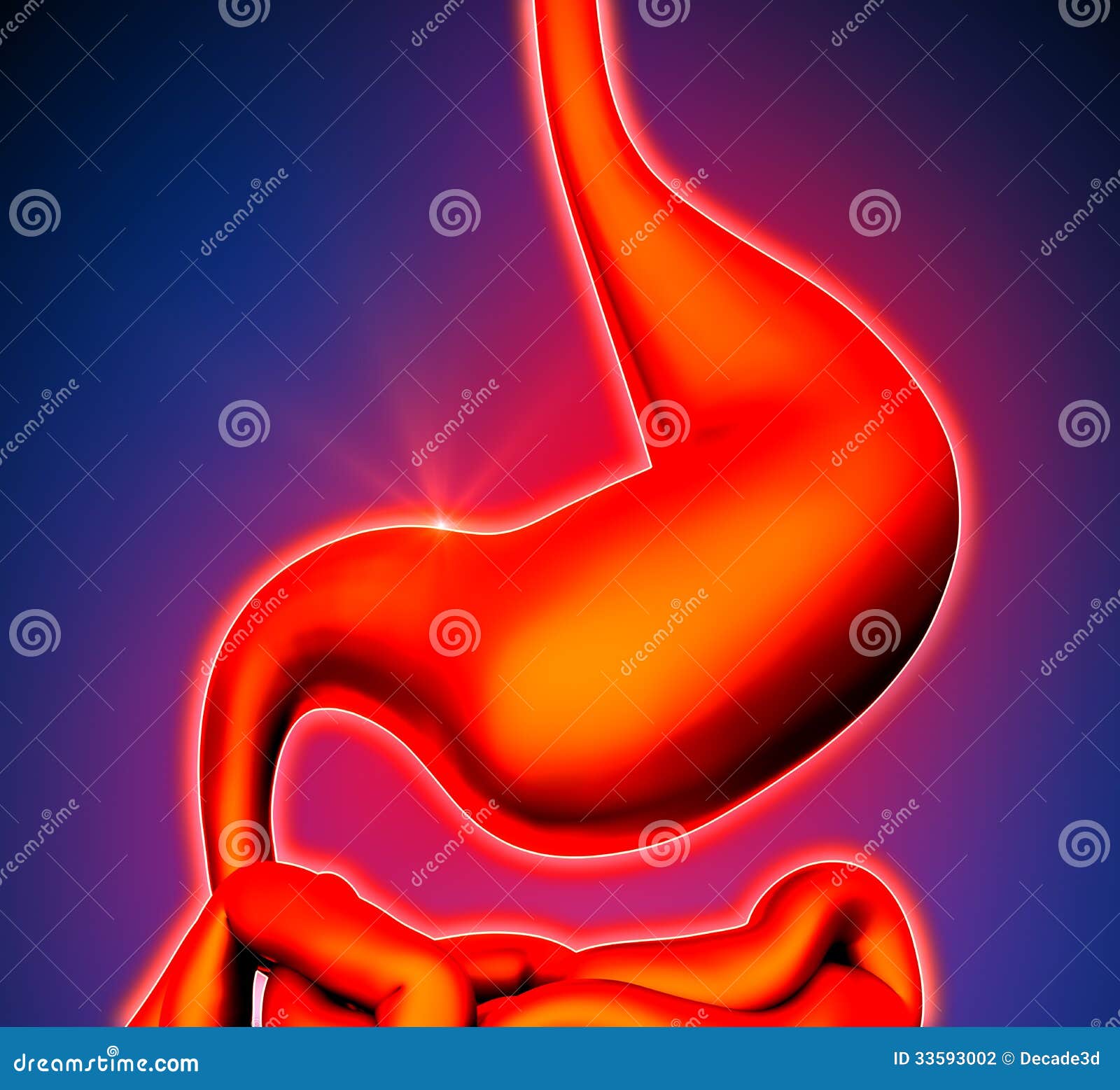 Estómago - órganos Internos Stock de ilustración - Ilustración de ...