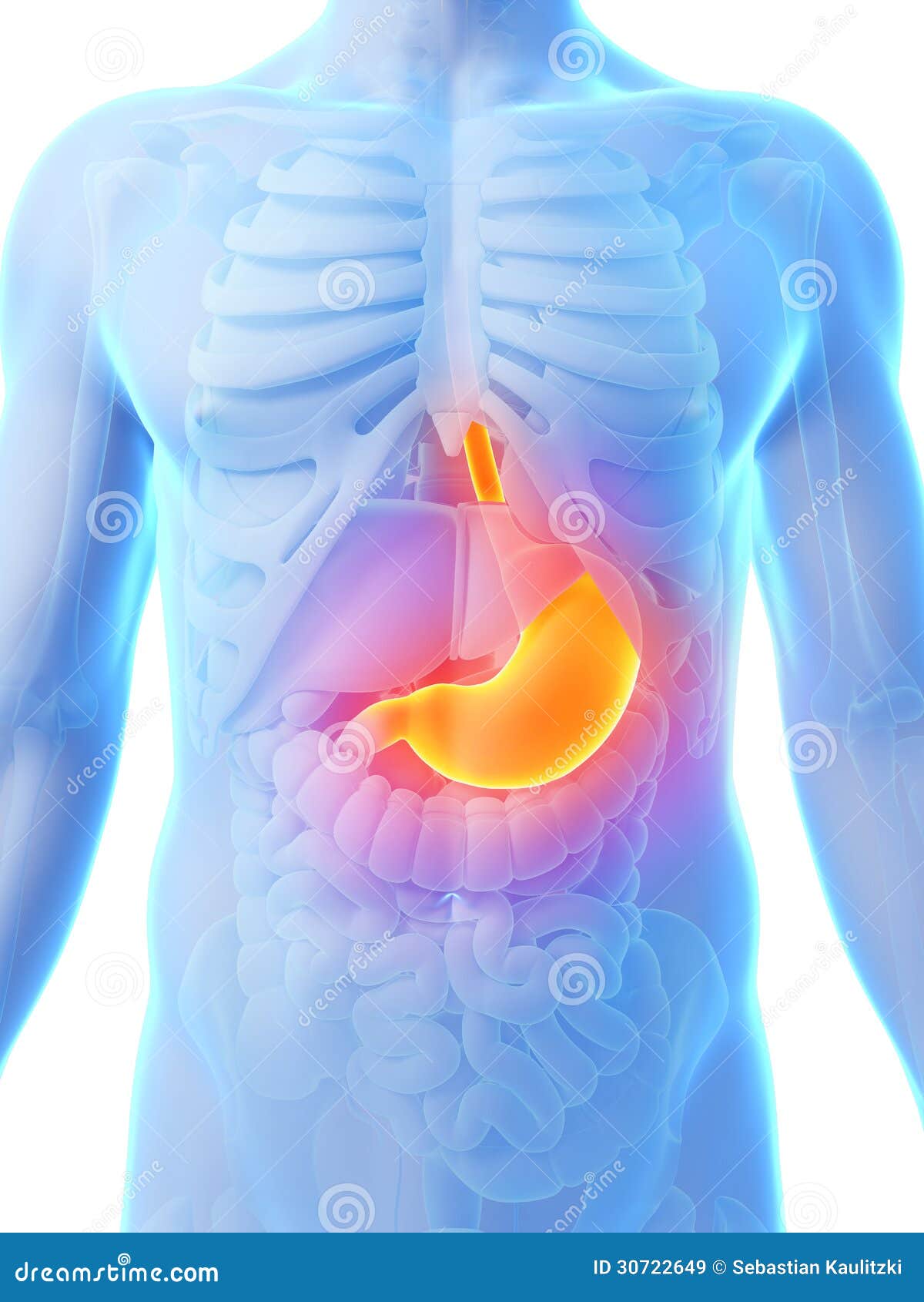 Estômago destacado ilustração stock. Ilustração de cirurgia - 30722649