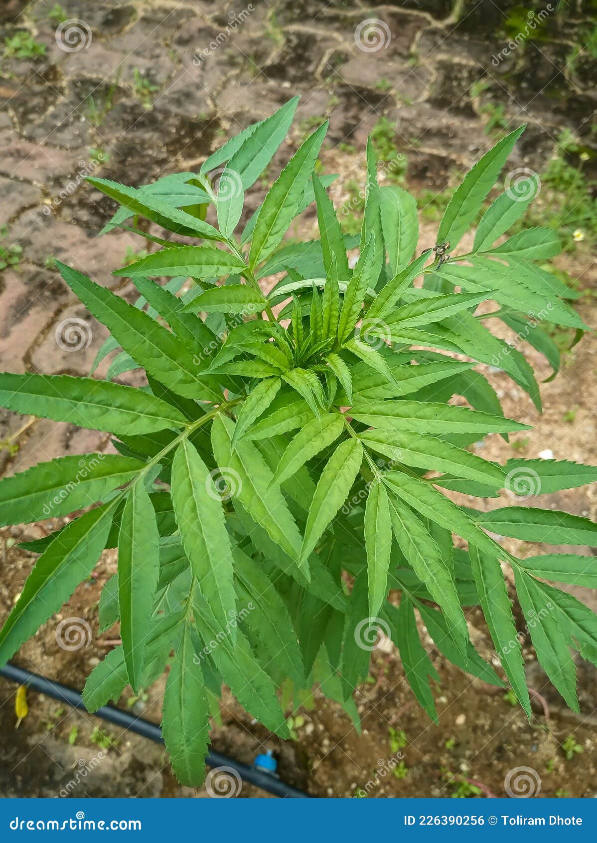 Esta Es La Imagen De La Planta De Datisca. Foto de archivo - Imagen de arbusto, planta: 226390256