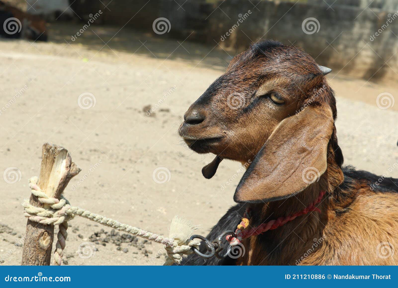 Esta es una cabra india foto de archivo. Imagen de perro - 211210886