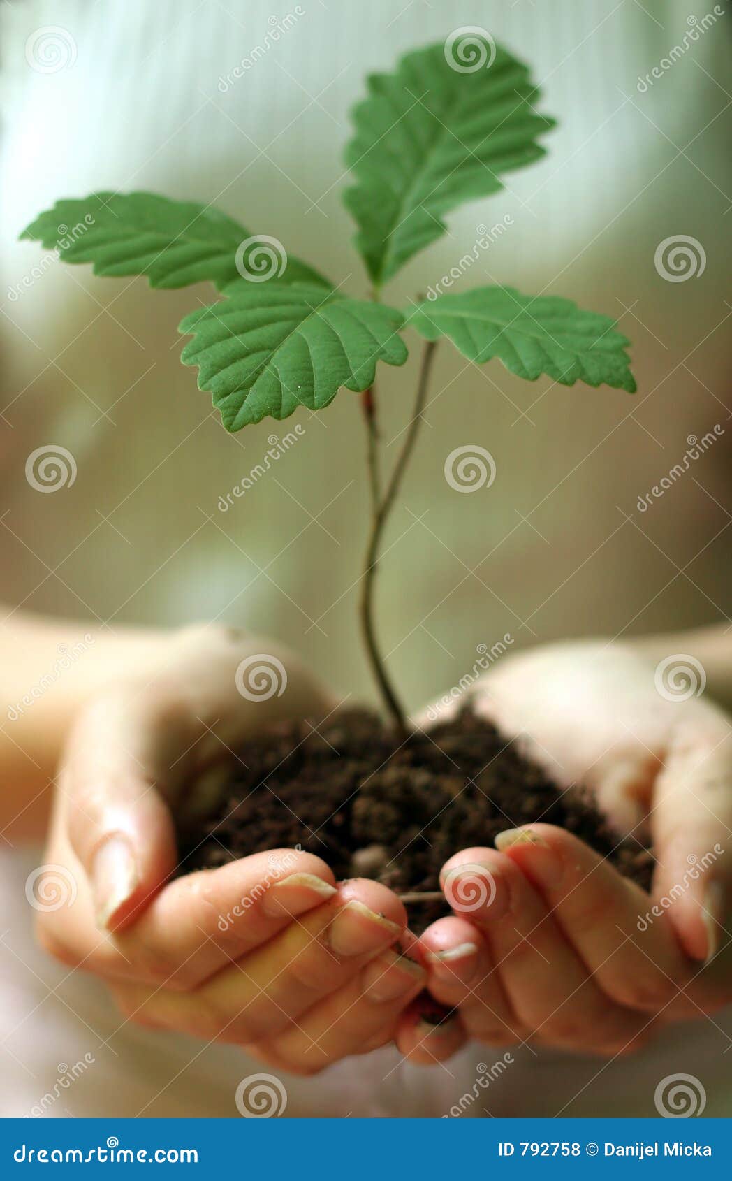 Establecimiento de árboles foto de archivo. Imagen de roble - 792758