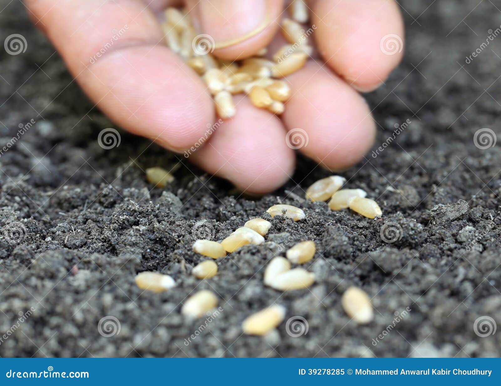 Establecimiento de trigo imagen de archivo. Imagen de cereal - 39278285