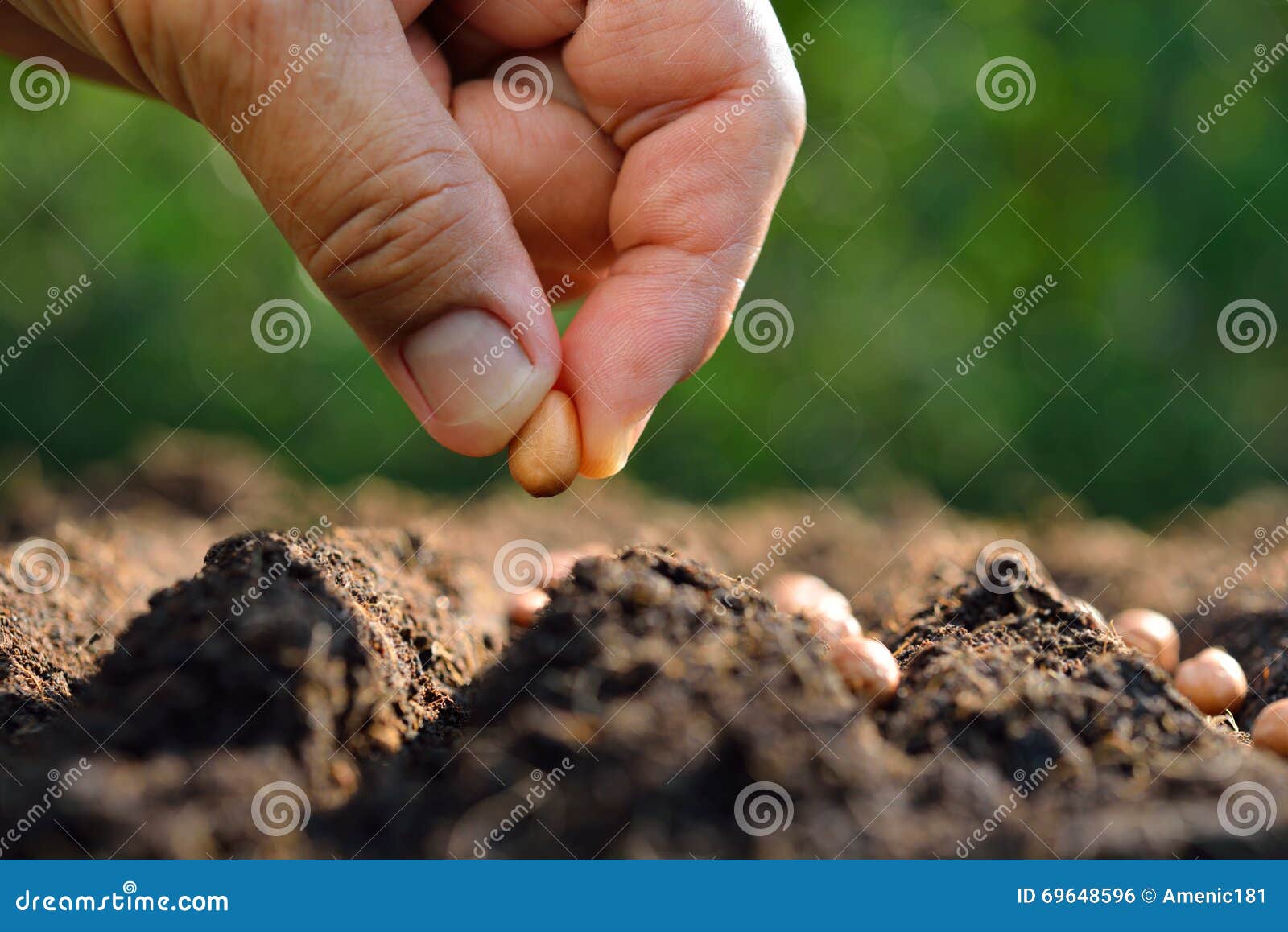Establecimiento del germen foto de archivo. Imagen de primer - 69648596