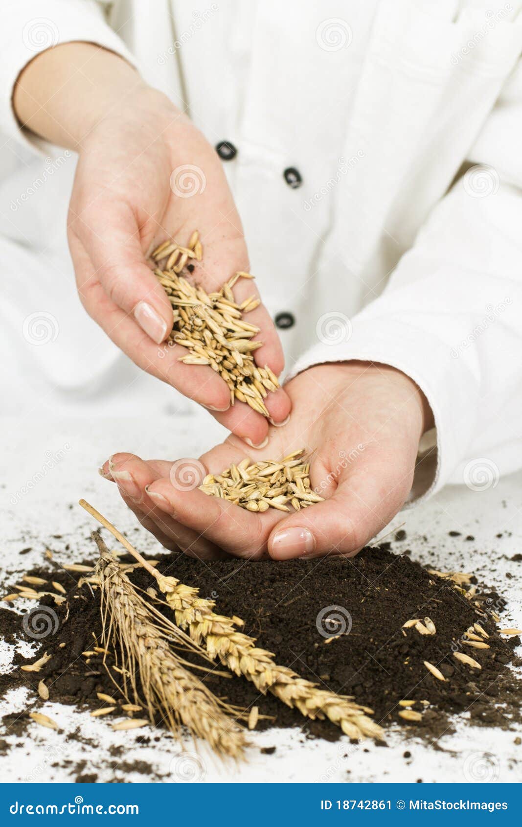 Establecimiento del trigo imagen de archivo. Imagen de vida - 18742861