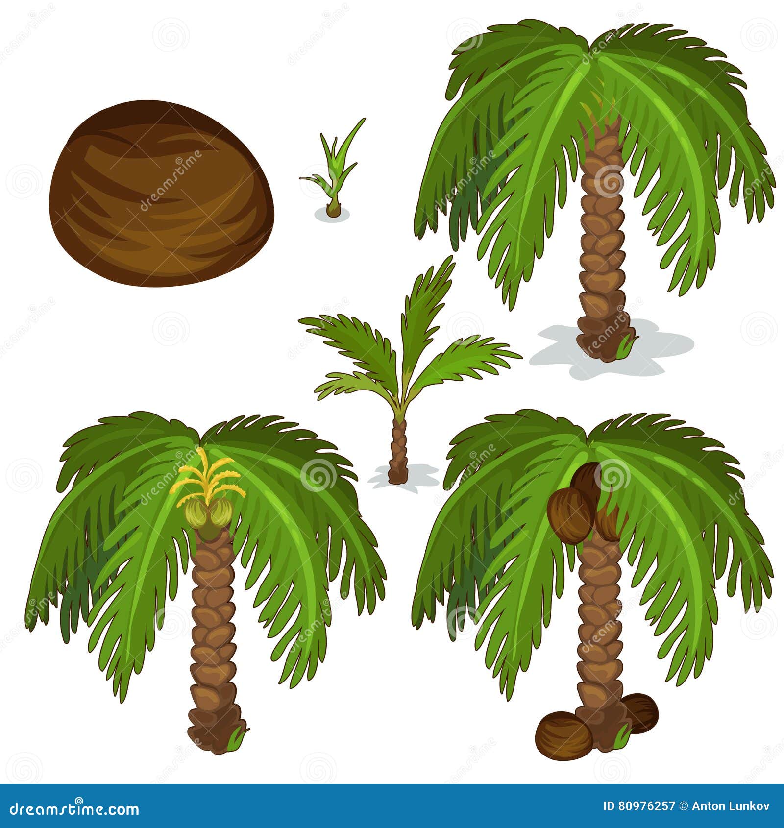 Establecimiento Y Cultivo De La Palma De Coco Vector Ilustración del ...