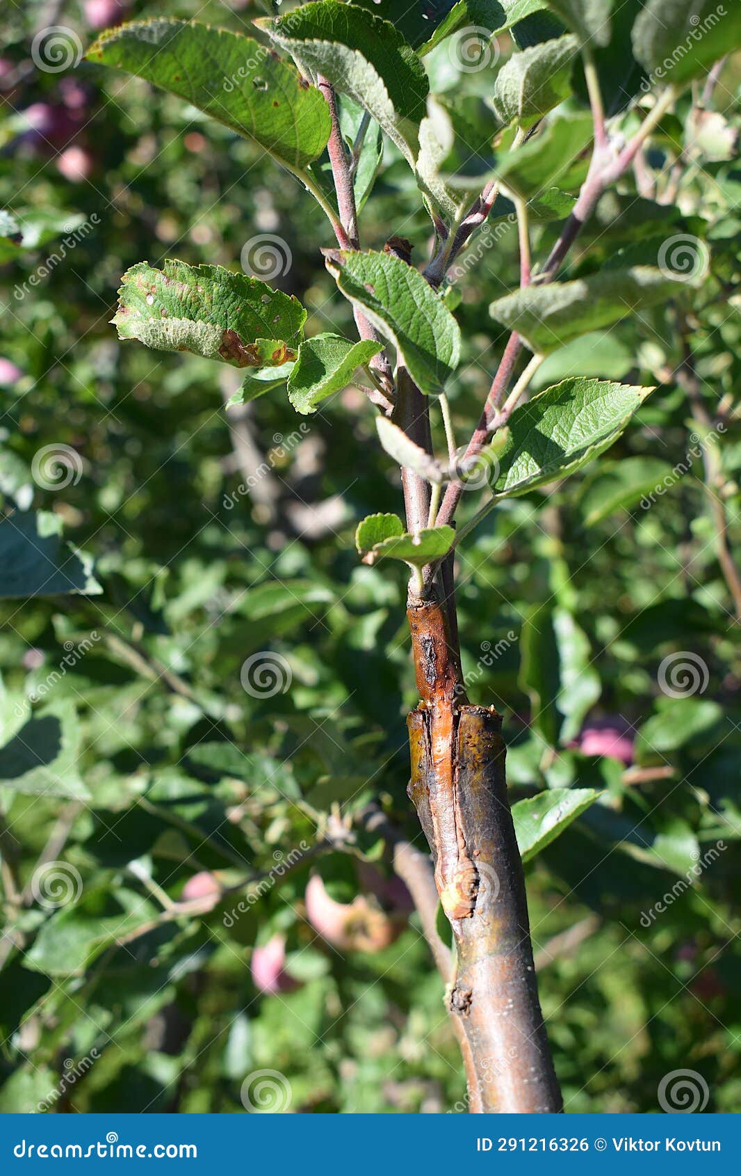 An Established Cutting Grafted Onto an Apple Tree Stock Photo - Image ...
